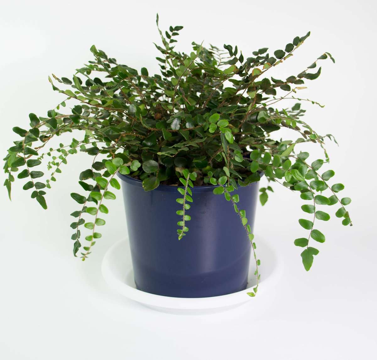 Button Fern - Plant and Pot NZ