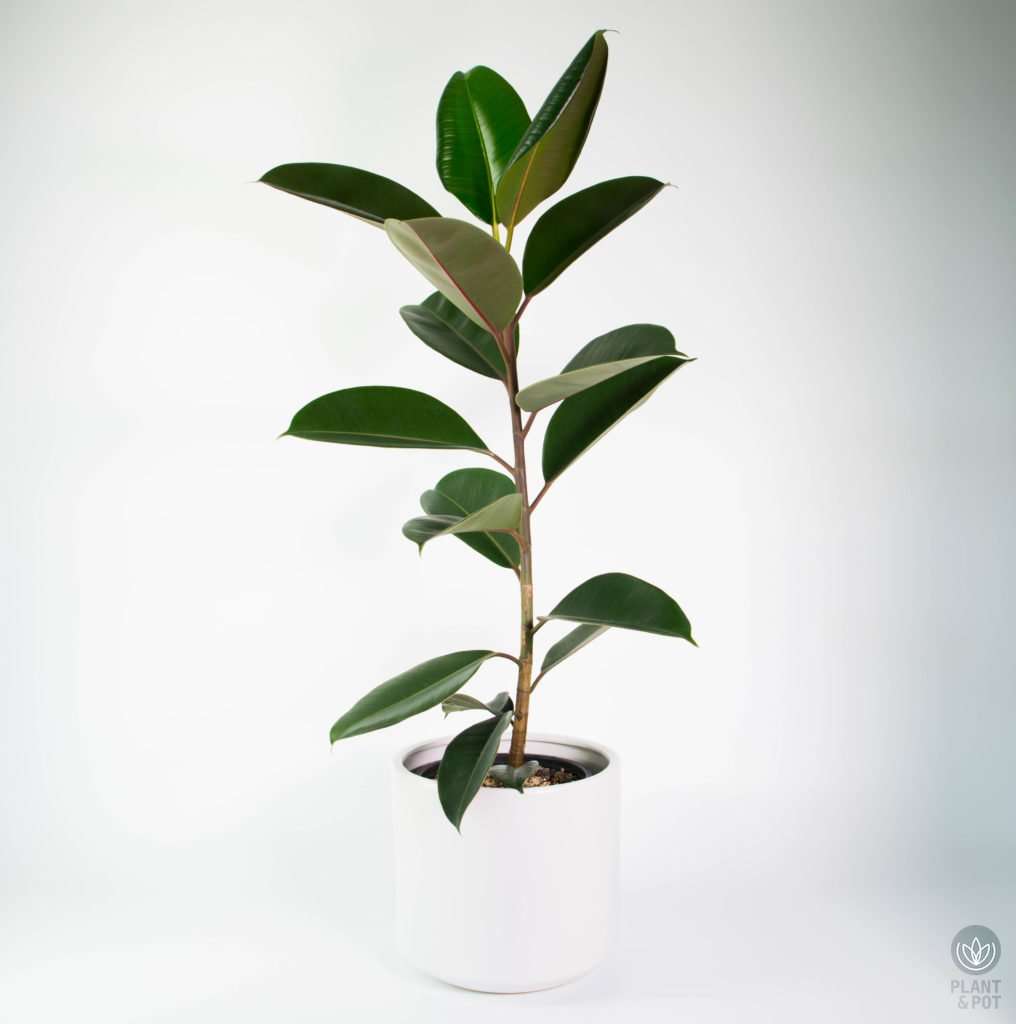 Rubber Tree in White Fredrik Pot - plantandpot.nz