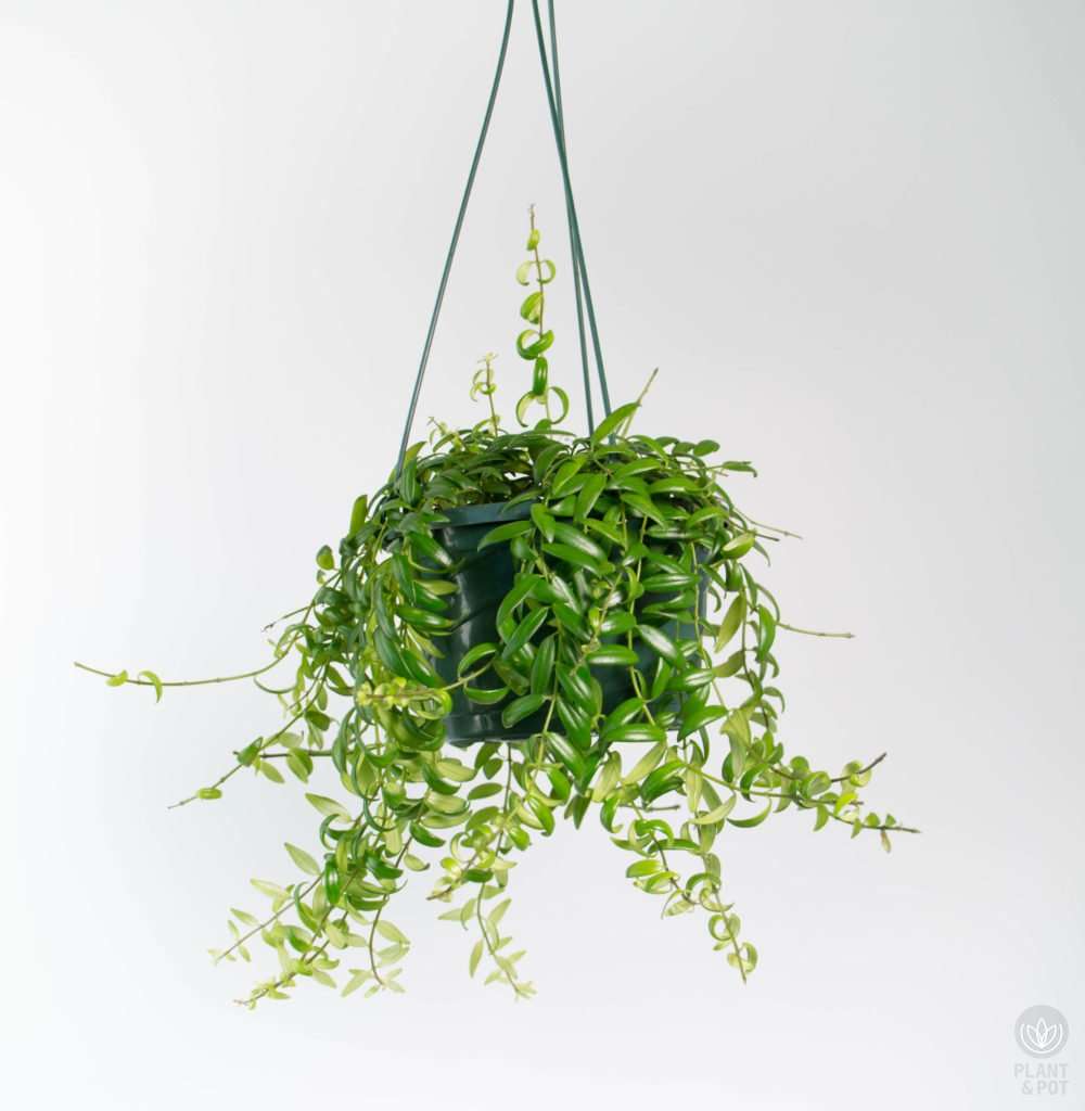 Columnea Arguta in White Hanging Planter - Plant & Pot NZ