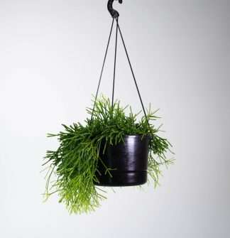 Rhipsalis | Mistletoe Cacti | Trailing Indoor Plant - plantandpot.nz