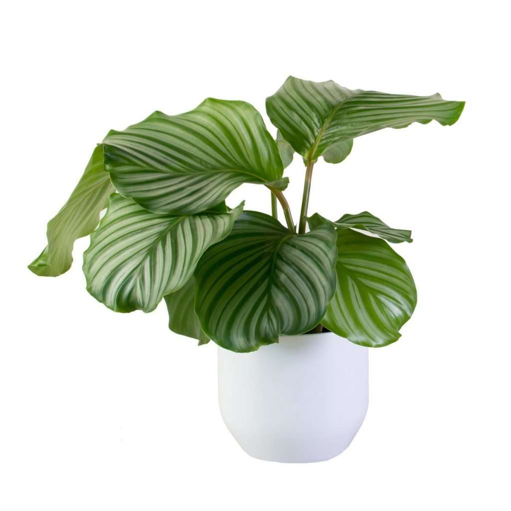 Calathea Orbifolia in White Pot | Fresh & Green - plantandpot.nz