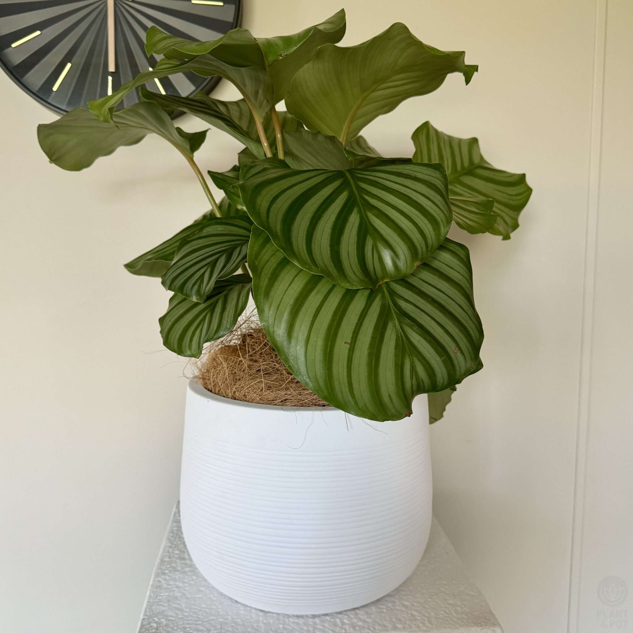 Calathea Orbifolia in Magellanic - Plant & Pot NZ