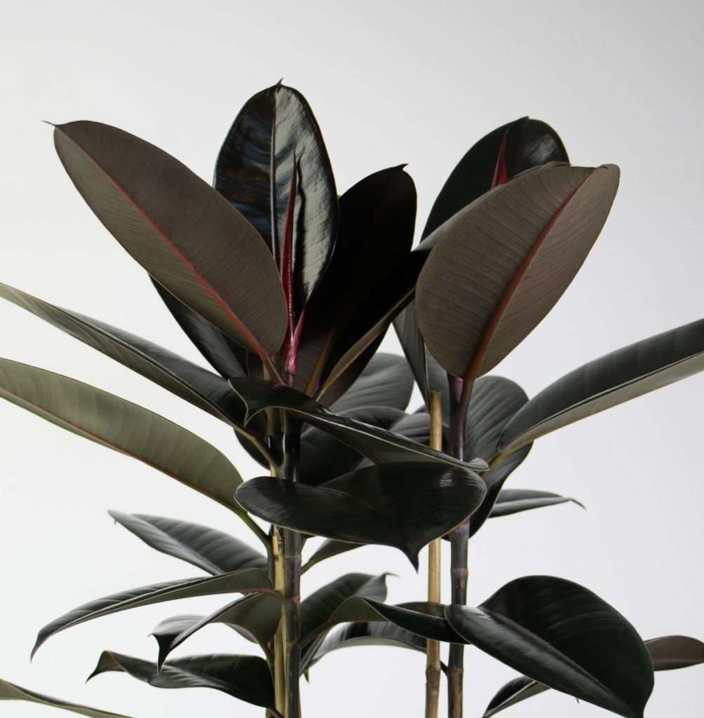 How to Grow Rubber Trees Indoors: Beginner's Guide to Ficus Elastica ...
