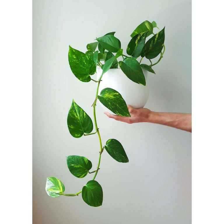 Golden Pothos | Devil's Ivy | Money Plant - plantandpot.nz