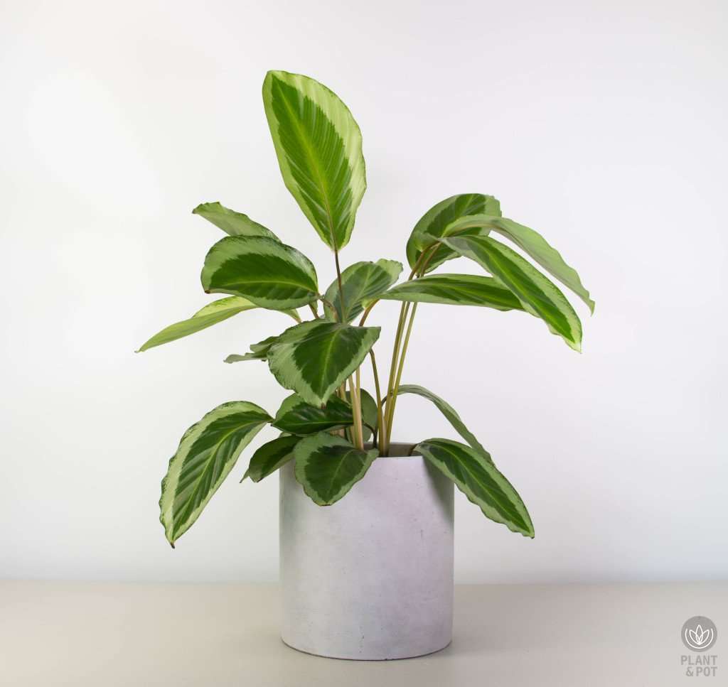 Calathea Gecko in Concrete | Tropical - plantandpot.nz