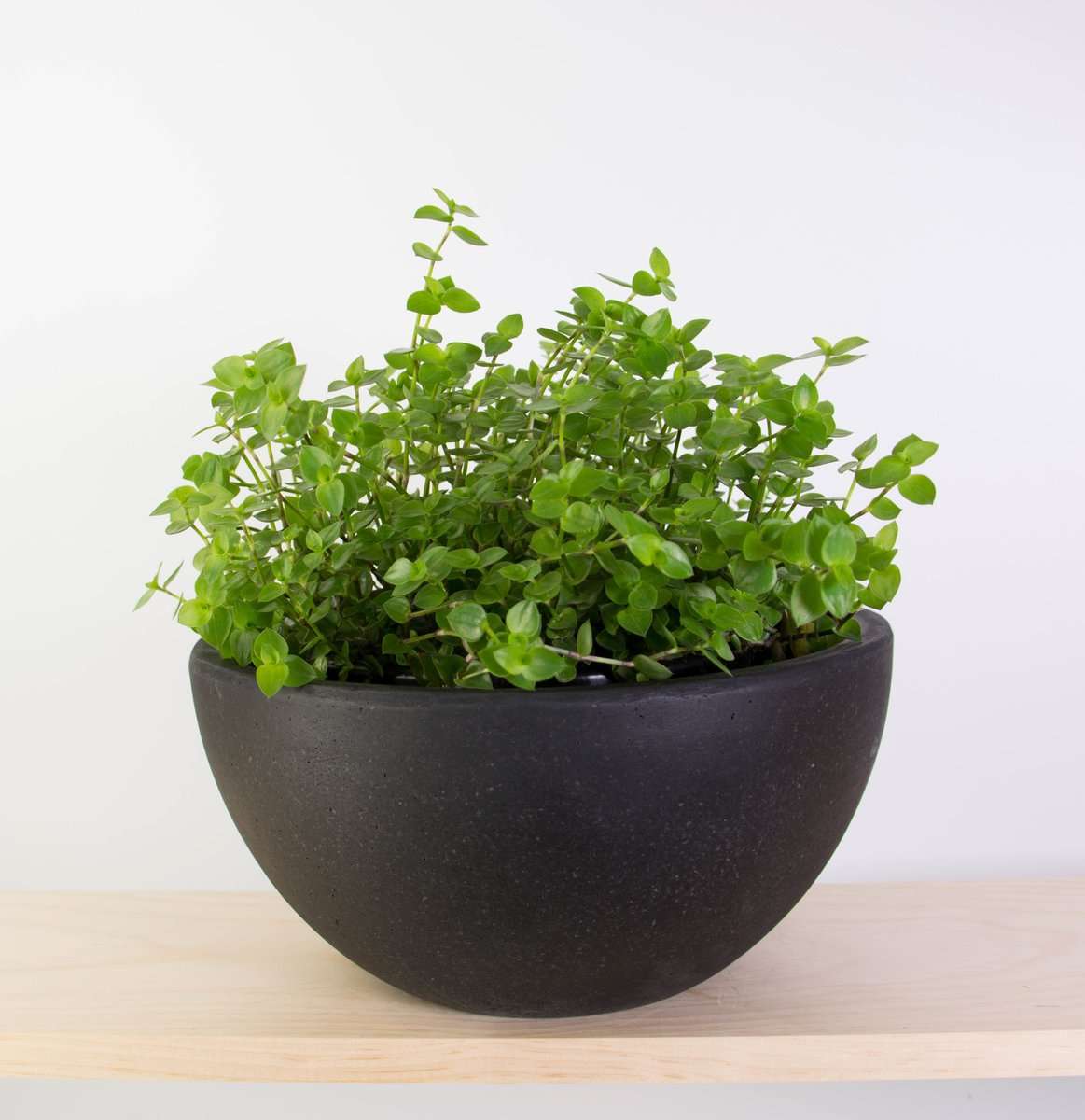 Callisia Bubbles | Pot Plant with Lovely Texture - plantandpot.nz