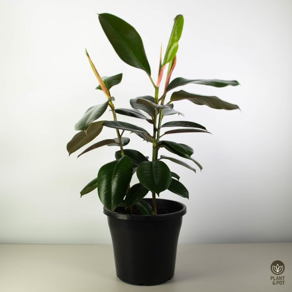 Rubber Tree | Ficus Robusta | Indoor Plant - plantandpot.nz