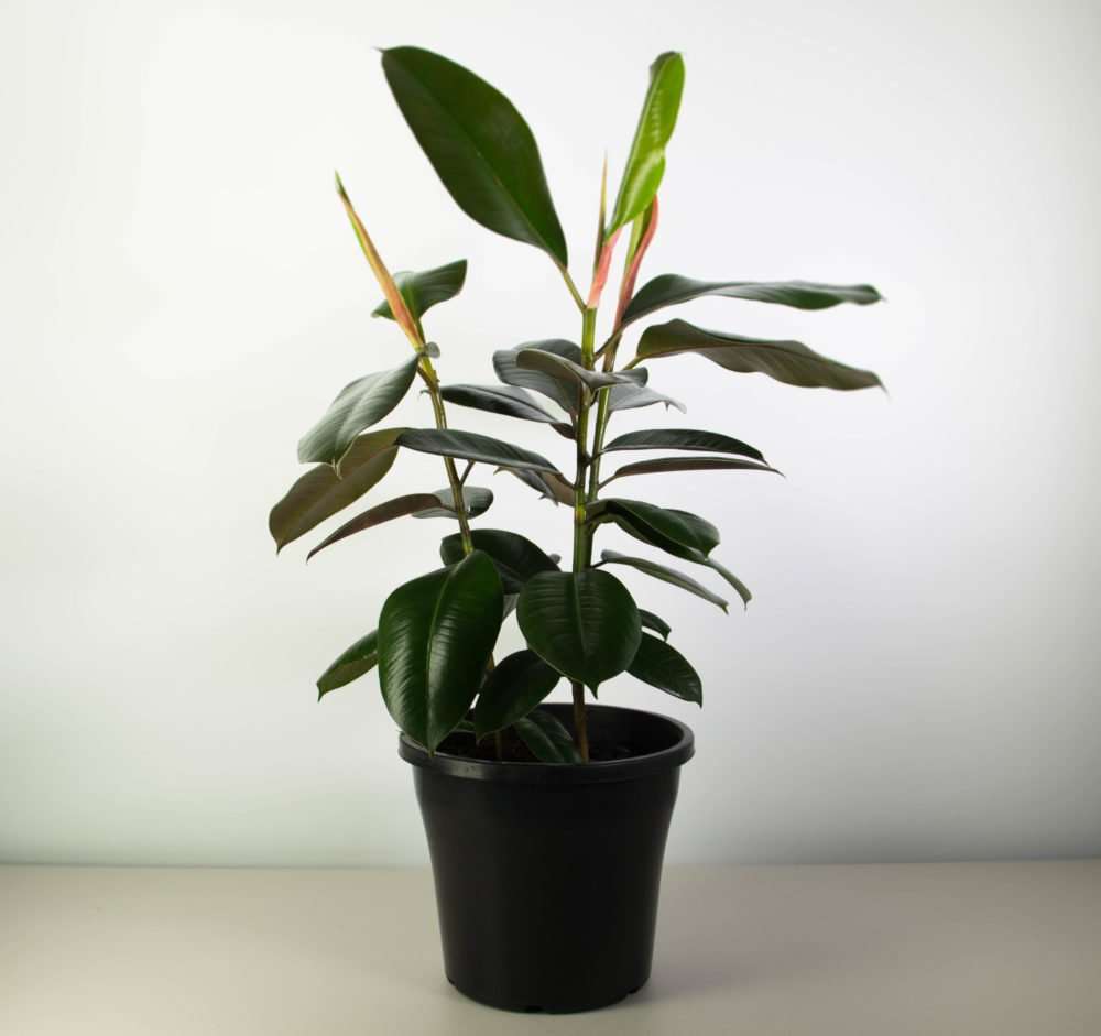 Rubber Tree | Ficus Robusta | Indoor Plant - plantandpot.nz