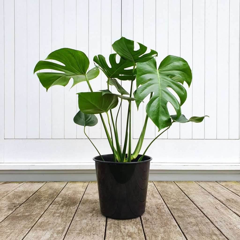 Monstera Deliciosa | Cool Indoor Plant - plantandpot.nz