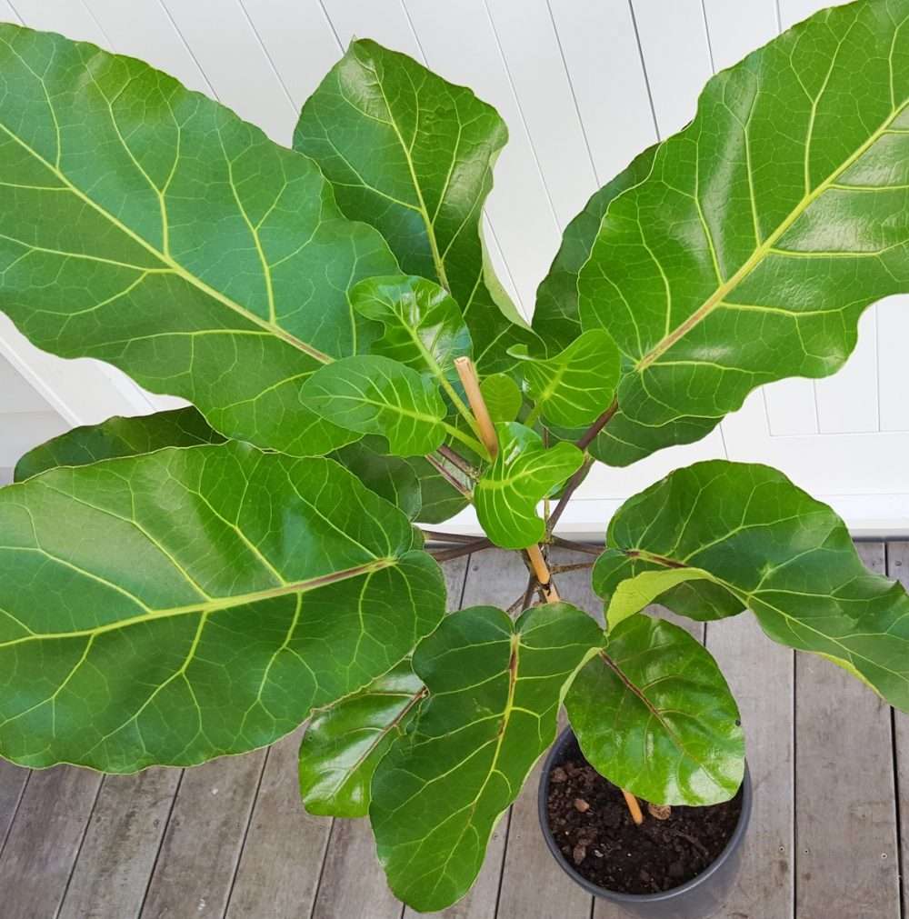 Meryta Sinclairii | NZ Puka - Tall and Lovely - plantandpot.nz