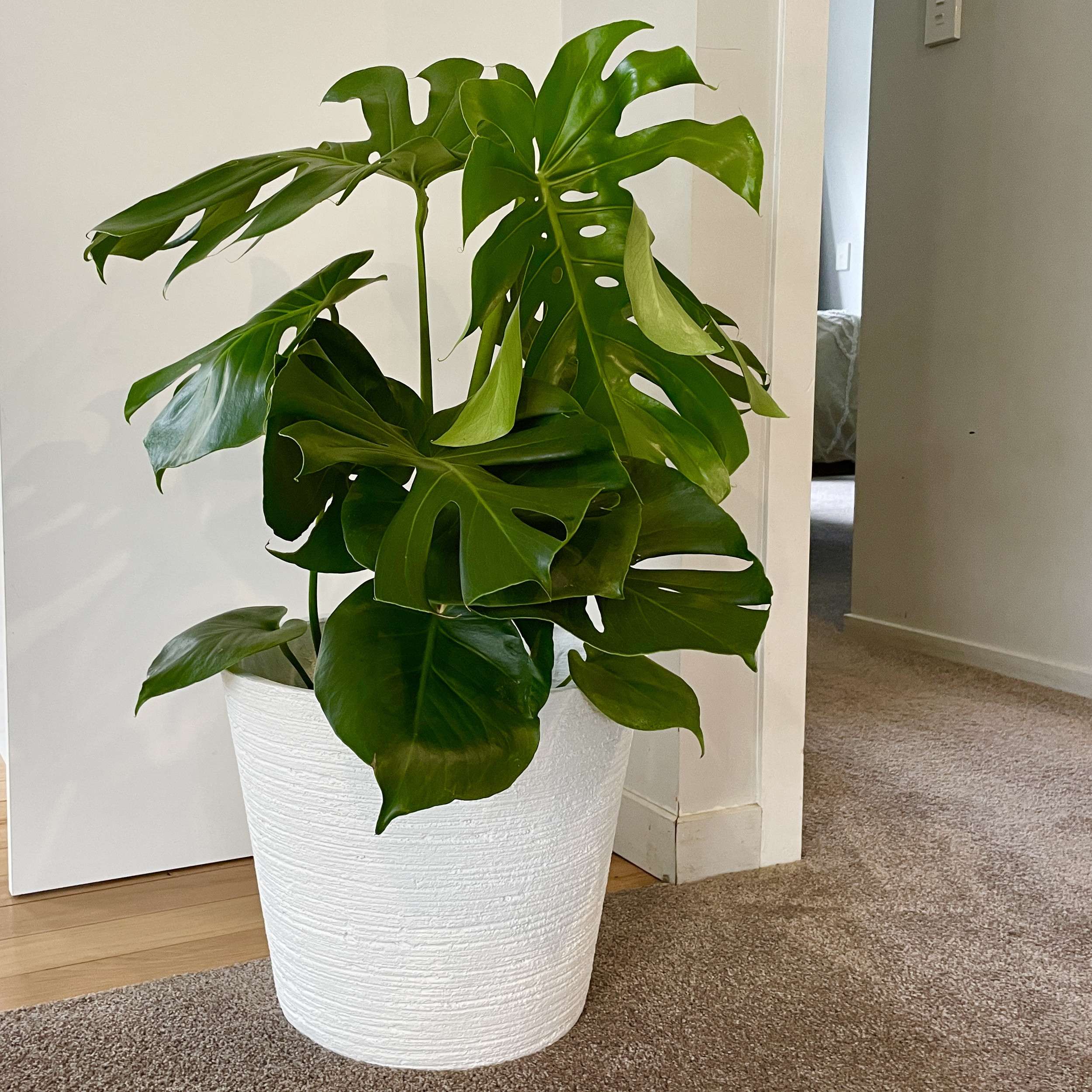 Plant & Pot NZ - Monstera in Haumea Planter