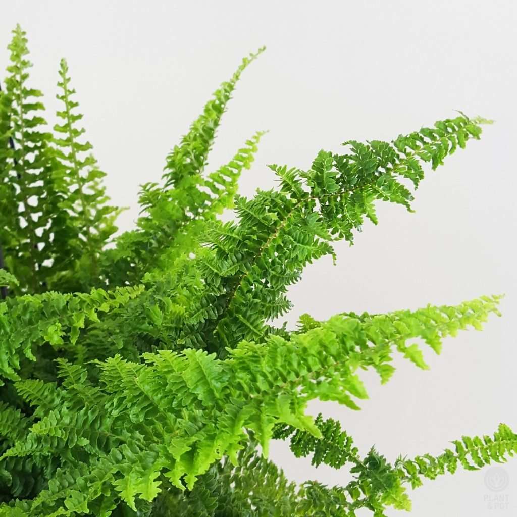 Boston Fern 'Fluffy Ruffles' | Indoor Plant - plantandpot.nz