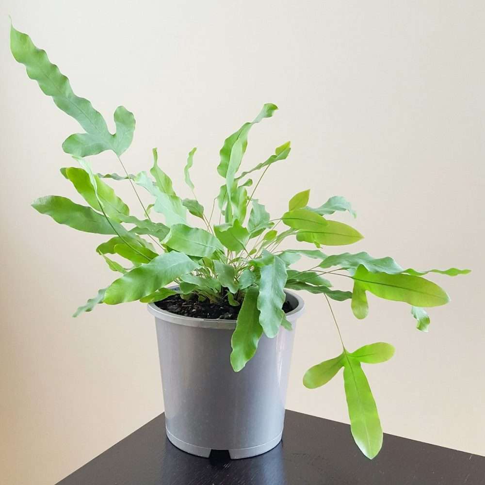 Phlebodium Blue Star | Hardy Indoor or Outdoor Fern - plantandpot.nz