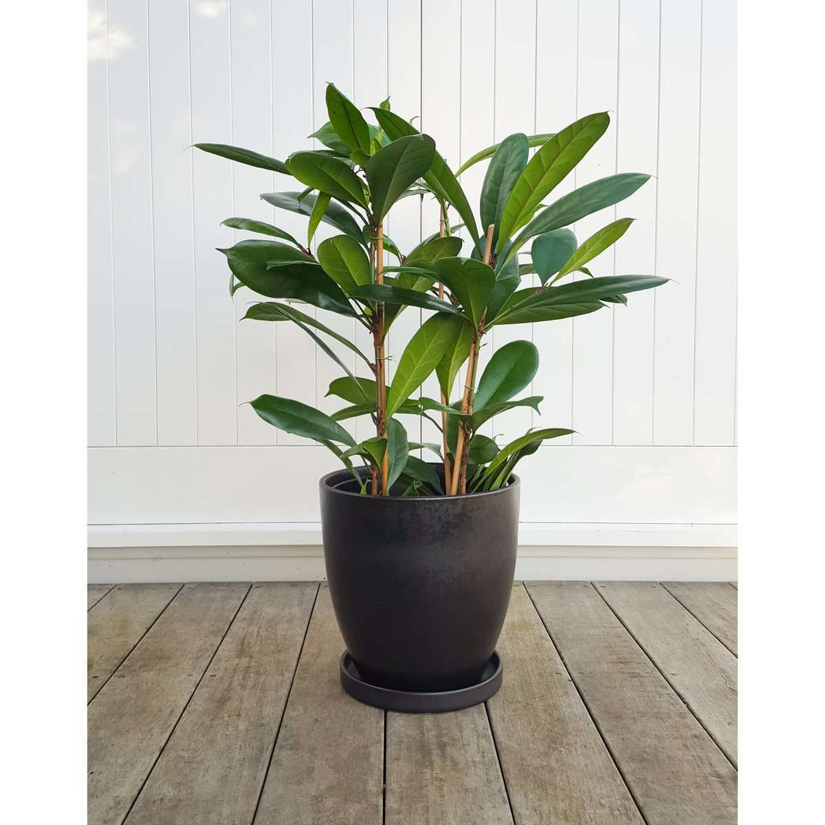 Ficus Louis in Black Pot | Ficus cyathistipula - plantandpot.nz