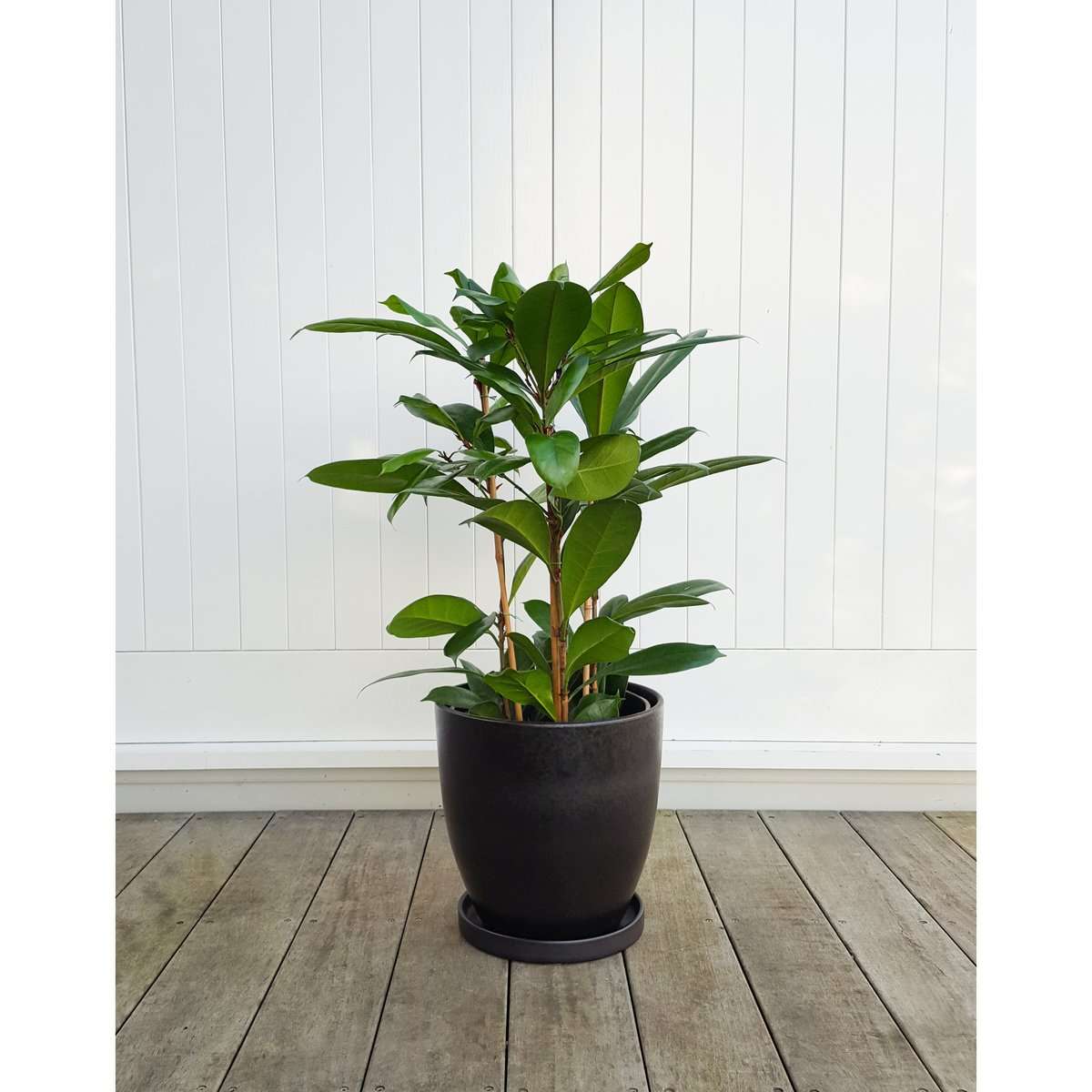 Ficus Louis in Black Pot | Ficus cyathistipula - plantandpot.nz
