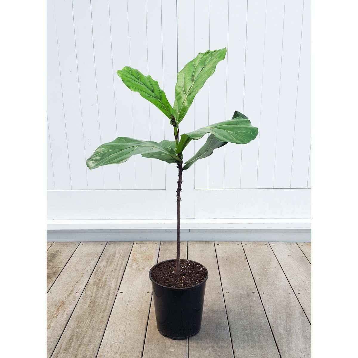 Fiddle Leaf Fig Standard | Trunked - plantandpot.nz