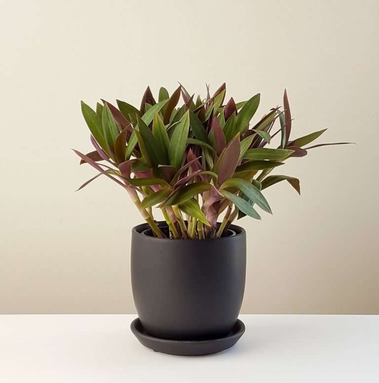 Rhoeo in Black - Plant & Pot NZ