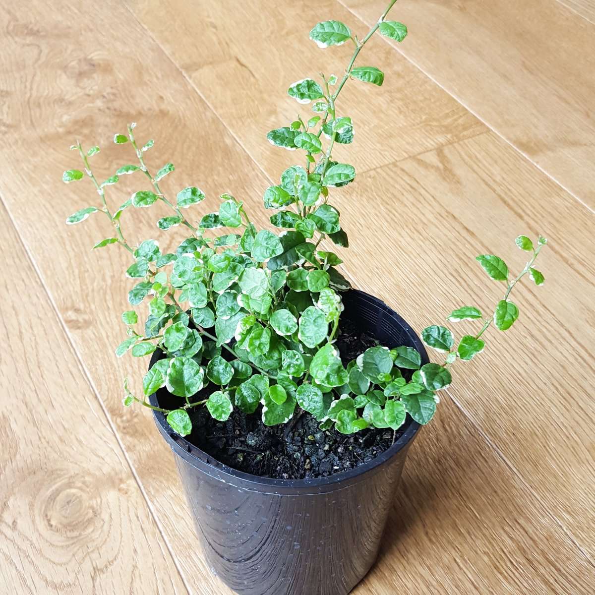 Ficus Frosty - Plant and Pot NZ