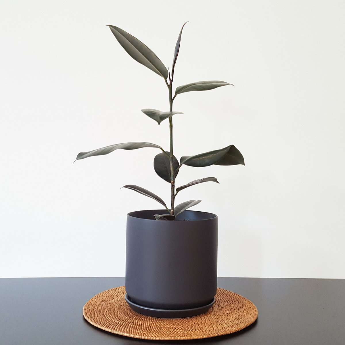 Tabletop Rubber Tree in Black - Plant & Pot NZ