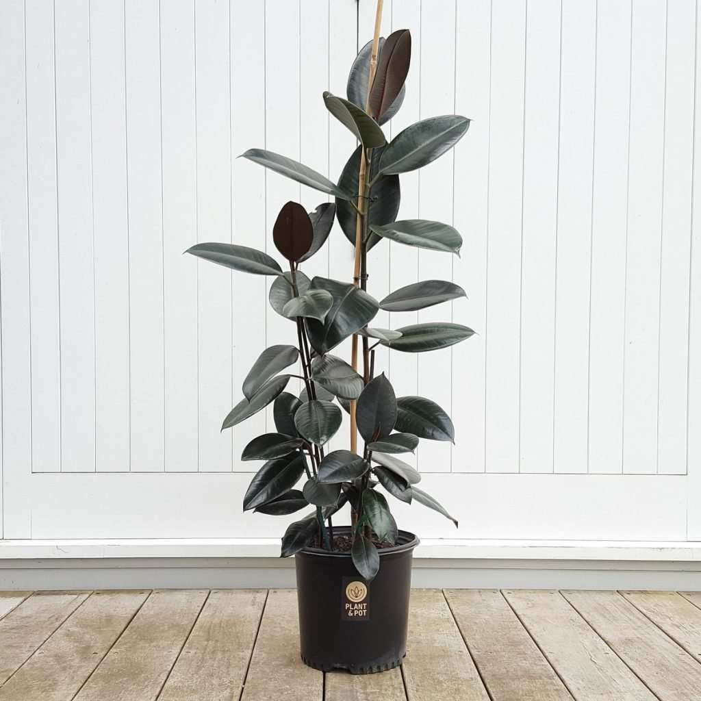 Tall Rubber Tree 'Black Knight' - plantandpot.nz