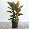 Rubber Tree | Ficus Robusta | Indoor Plant - plantandpot.nz
