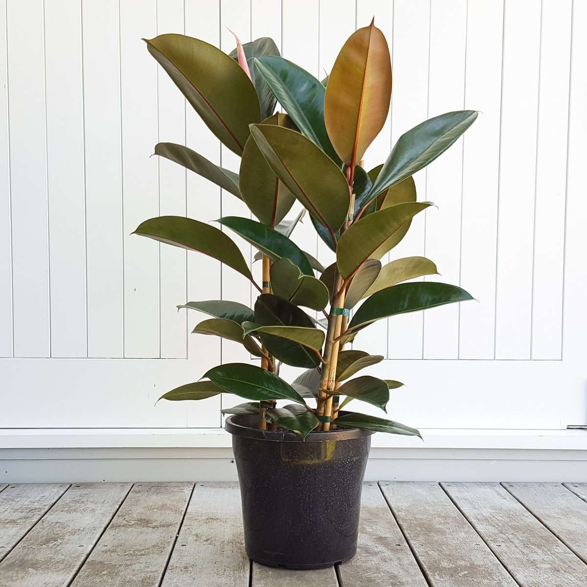 Rubber Tree | Ficus Robusta | Indoor Plant - plantandpot.nz