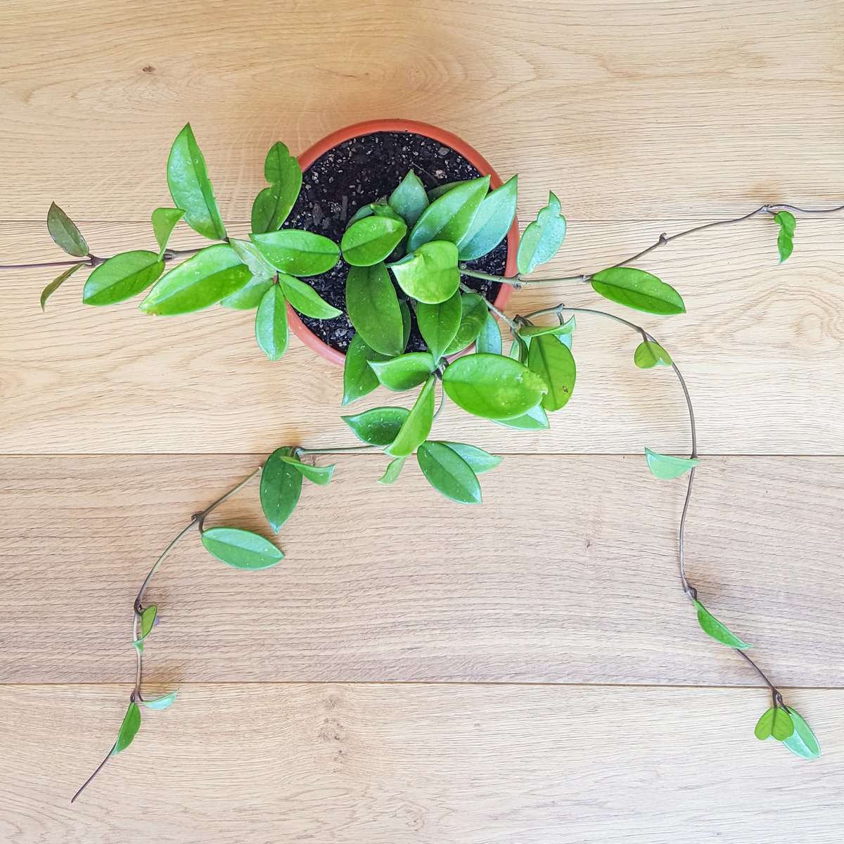 Hoya | Exotic Plant | Trailing Vine - plantandpot.nz