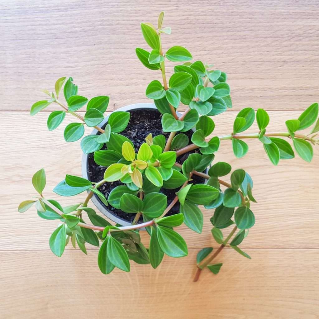 Peperomia Puteolata | Trailing Plant with Striped Leaf | plantandpot.nz