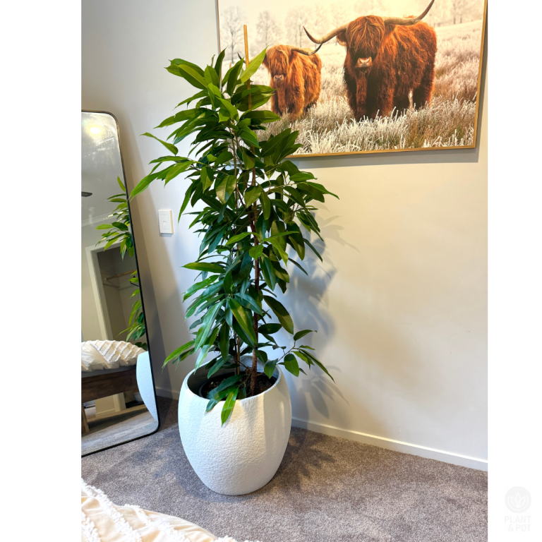 Tall Long Leaf Fig | The lovely Ficus Alii - plantandpot.nz