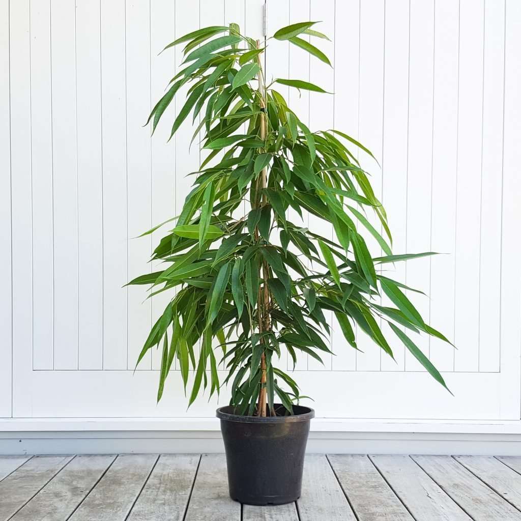 Tall Long Leaf Fig | The lovely Ficus Alii - plantandpot.nz