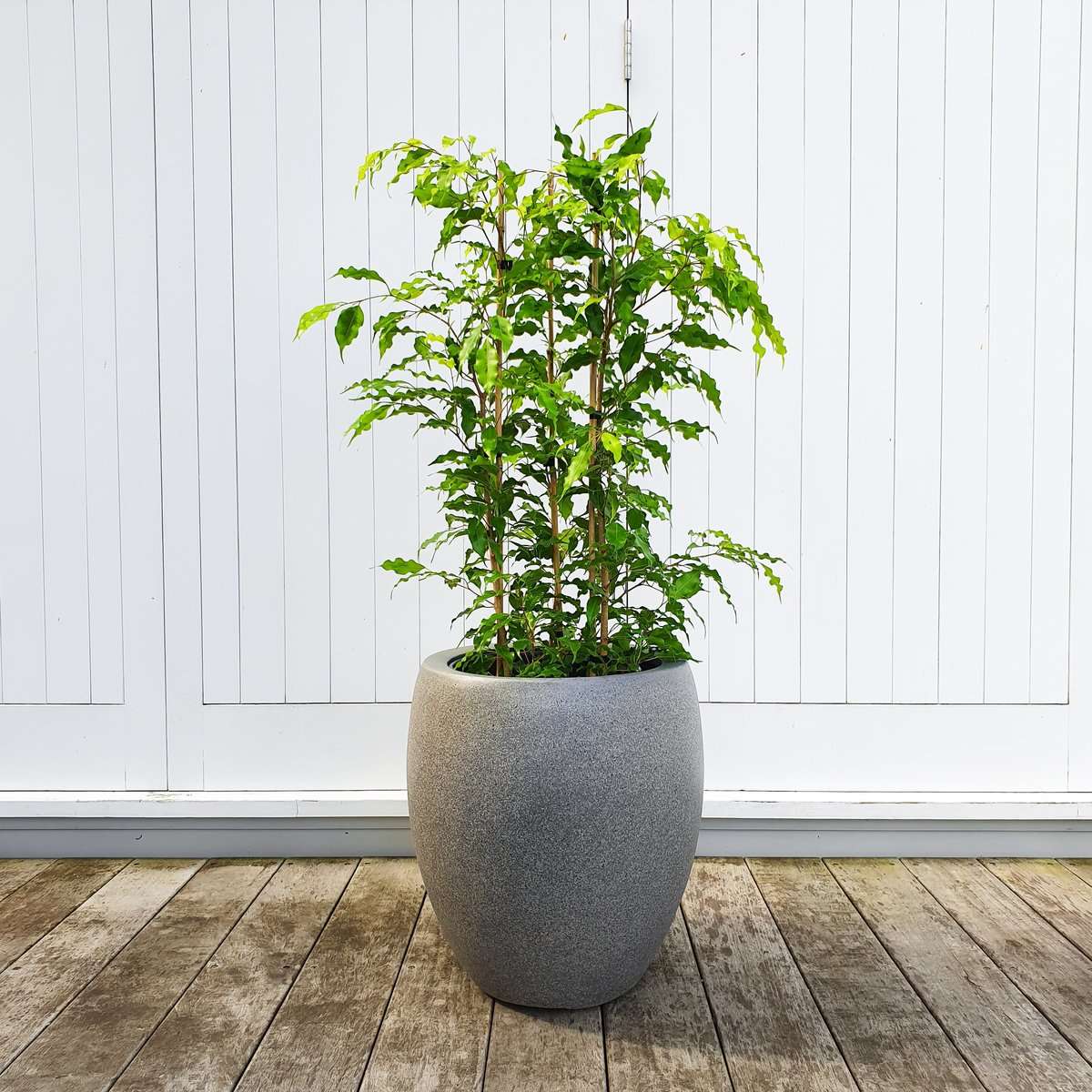 Ficus Golden Monique