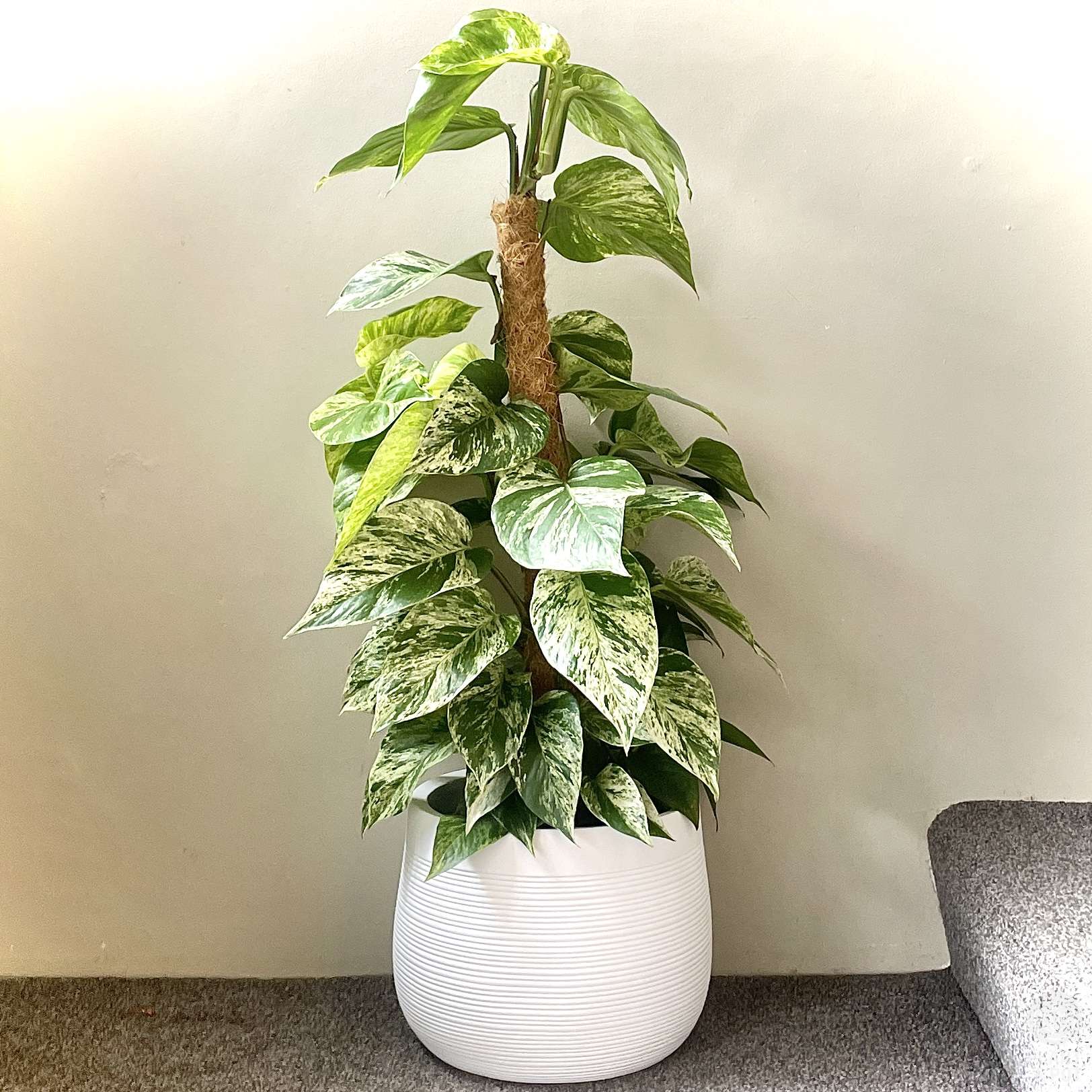 Scindapsus Aureus 'Marble Queen' | Pothos - plantandpot.nz