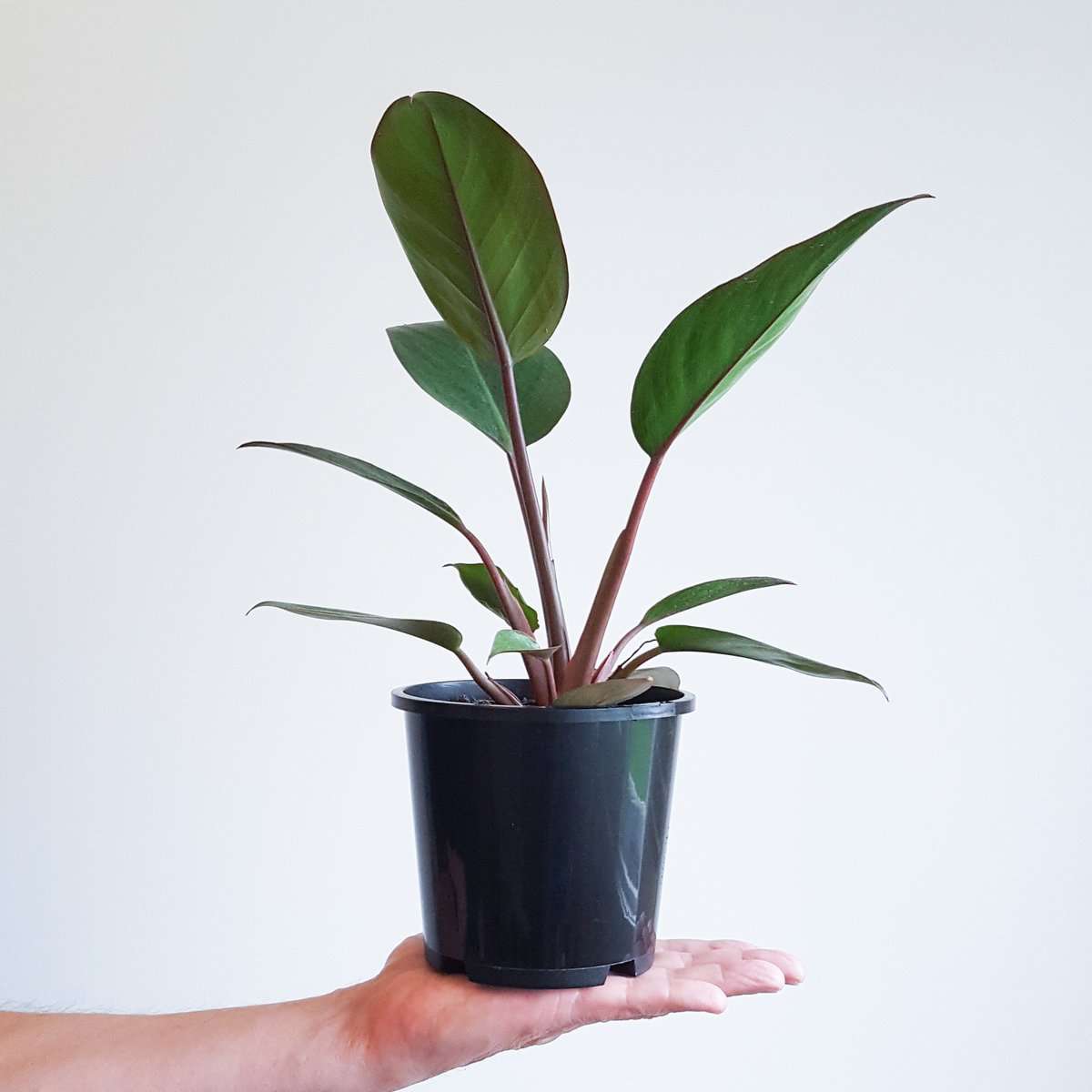 Philodendron Red Congo | Easy Indoor Plant - plantandpot.nz