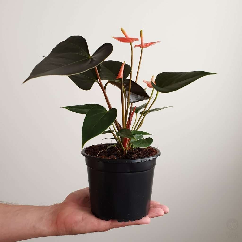 Anthurium Coral - Plant & Pot NZ