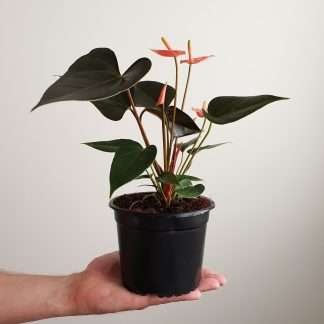 Anthurium Coral - Plant & Pot NZ