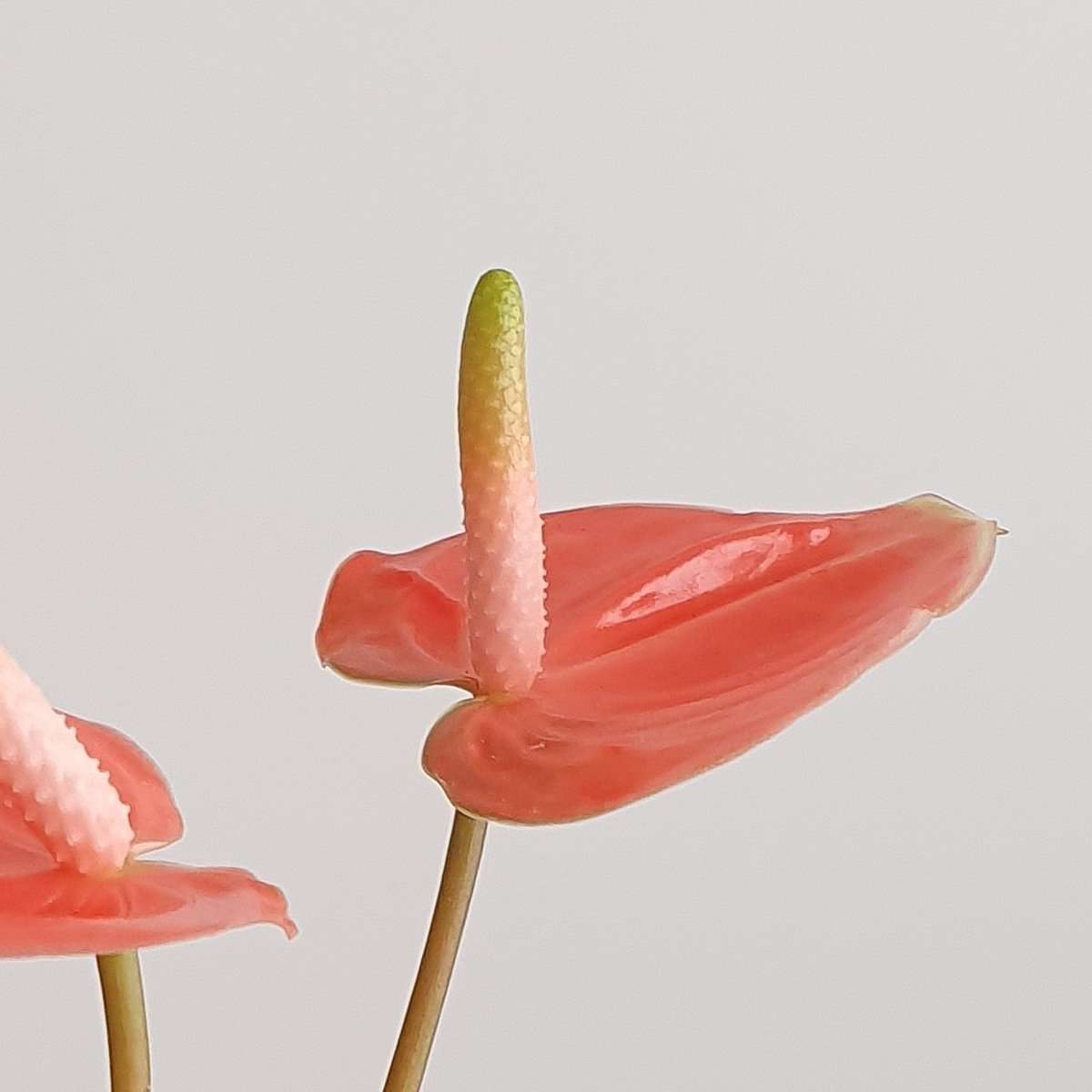 Anthurium Coral - Plant & Pot NZ