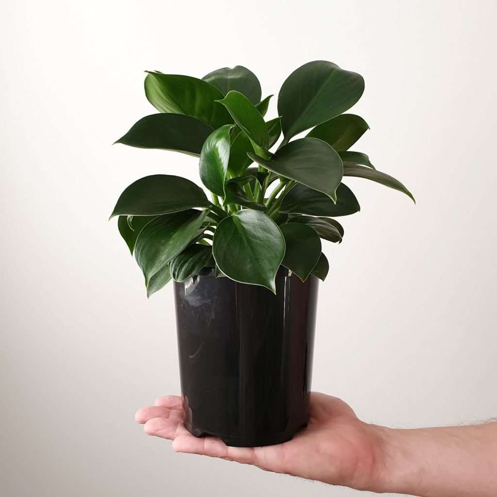 Philodendron Green Princess | Houseplant - plantandpot.nz