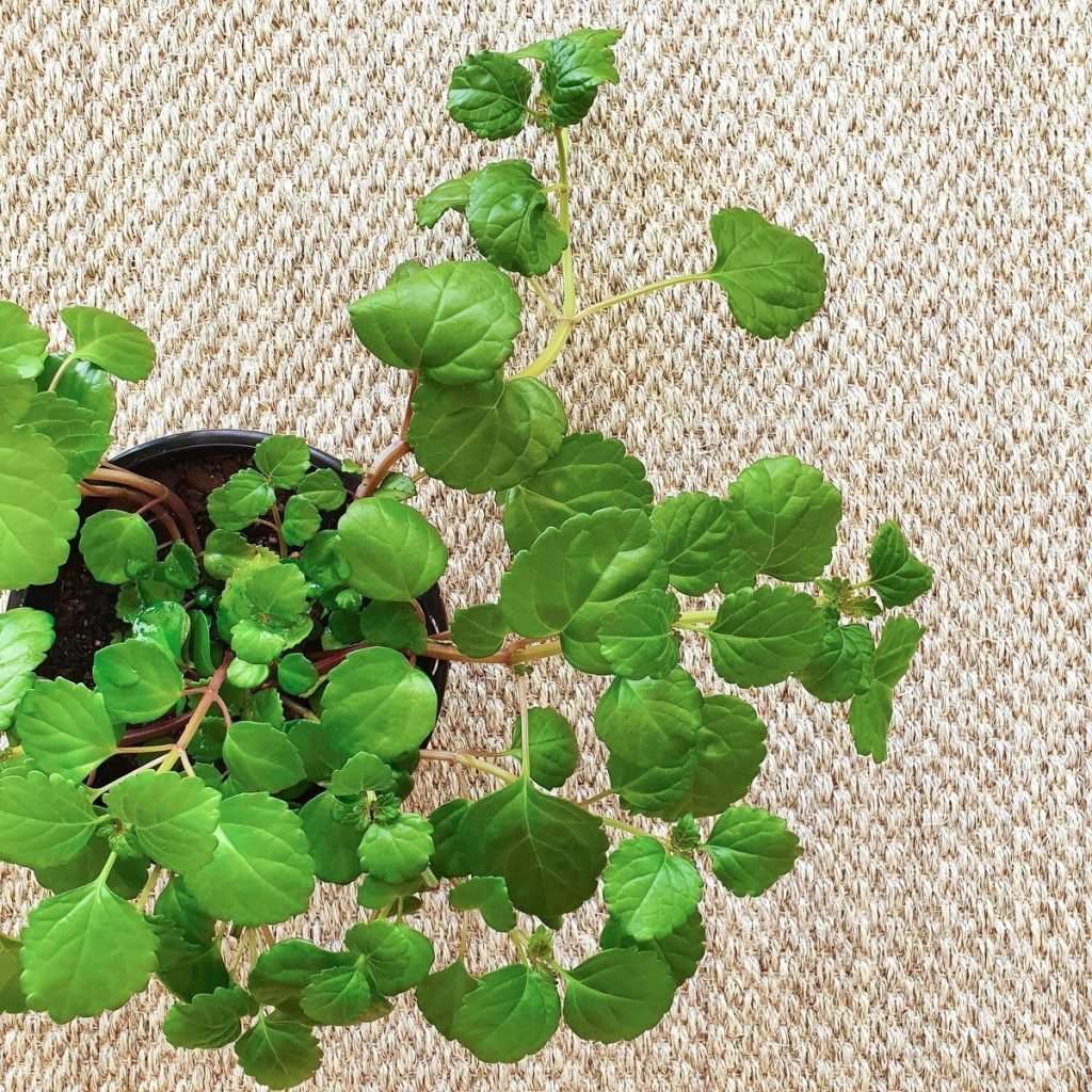 Swedish Ivy | Plectranthus Australis | Hanging Basket - plantandpot.nz