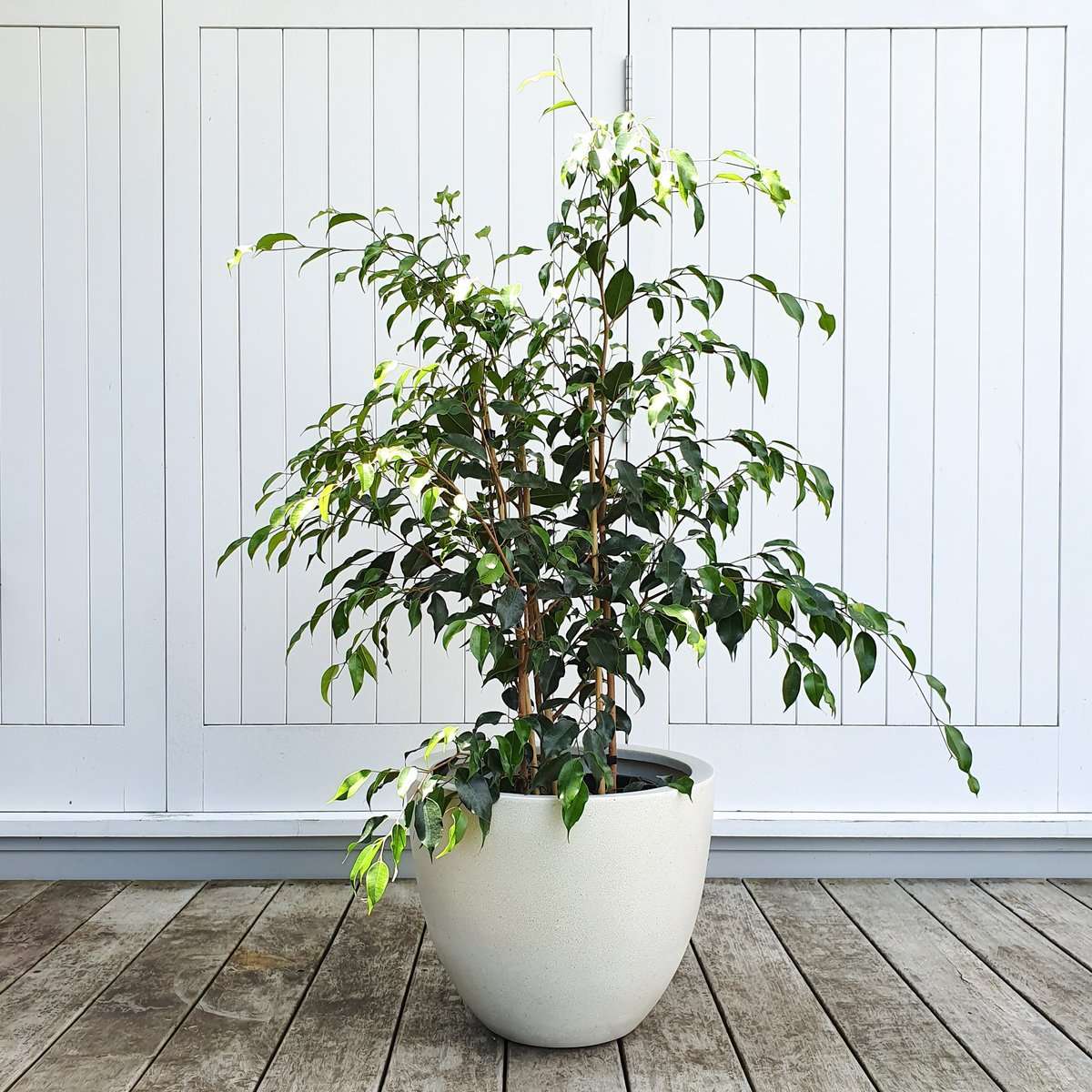 Weeping Fig Weeping Fig Ficus Benjamina | Trees Outdoor Plants