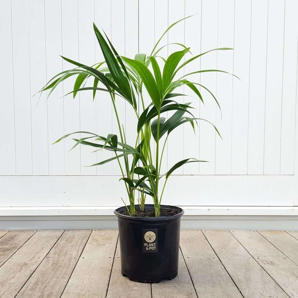 Plant and Pot NZ | Modern Indoor Plants | Contemporary Planters