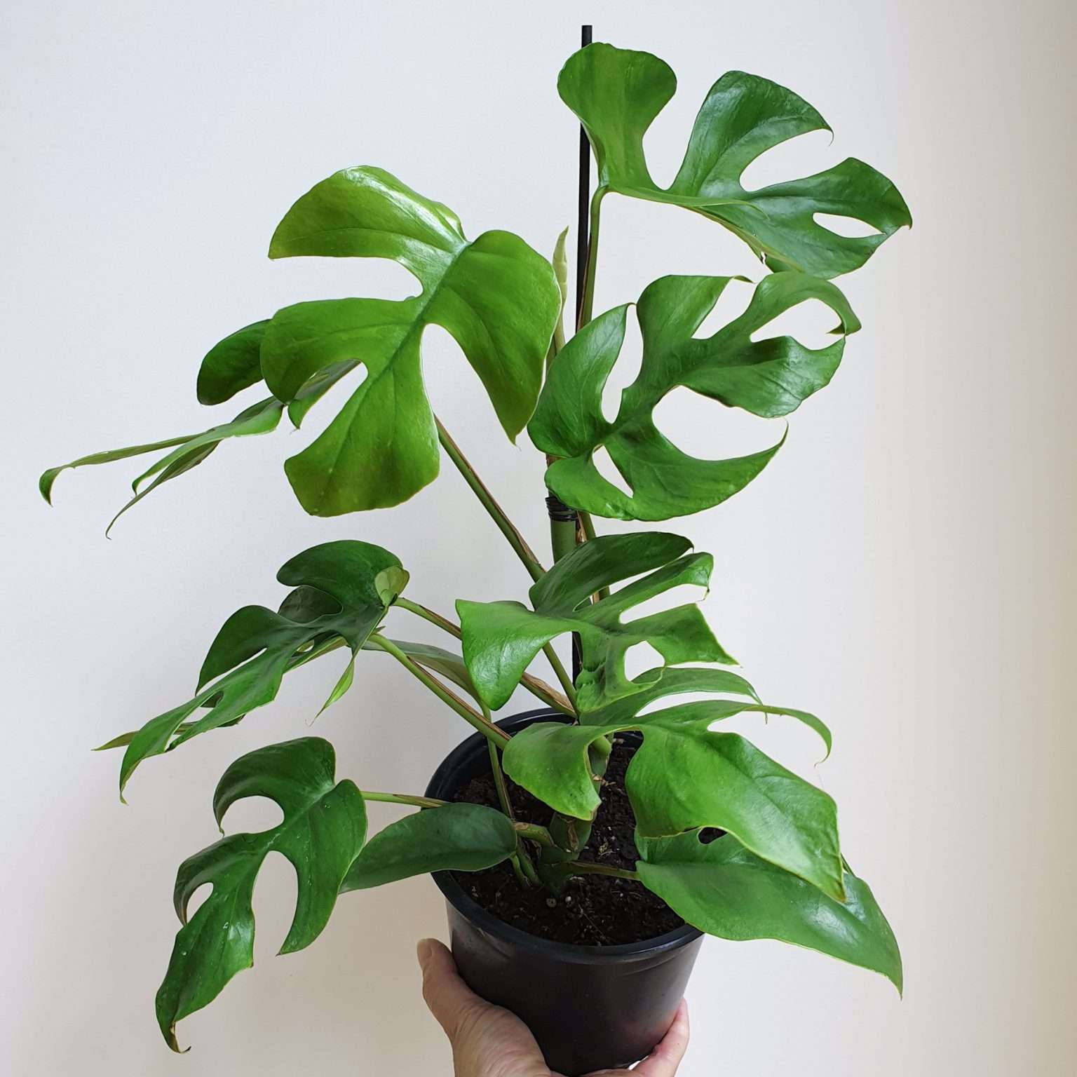 Philodendron Minima | 'Mini Monstera' | Indoor Plant - plantandpot.nz