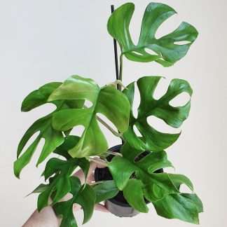 Philodendron Minima | 'Mini Monstera' | Indoor Plant - plantandpot.nz