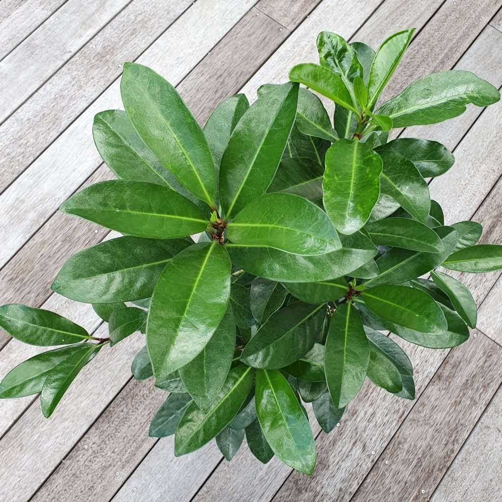 Karaka Tree in Glossy White Pot for Indoors - plantandpot.nz