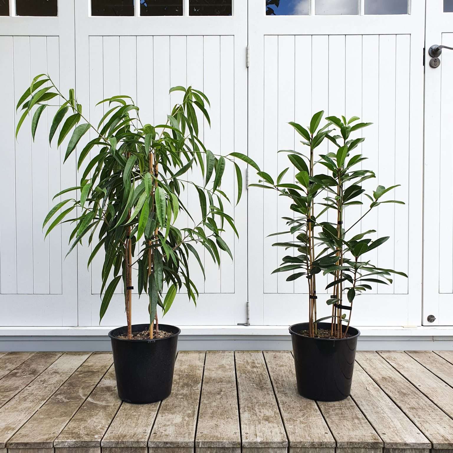 Karaka Tree - Plant & Pot NZ