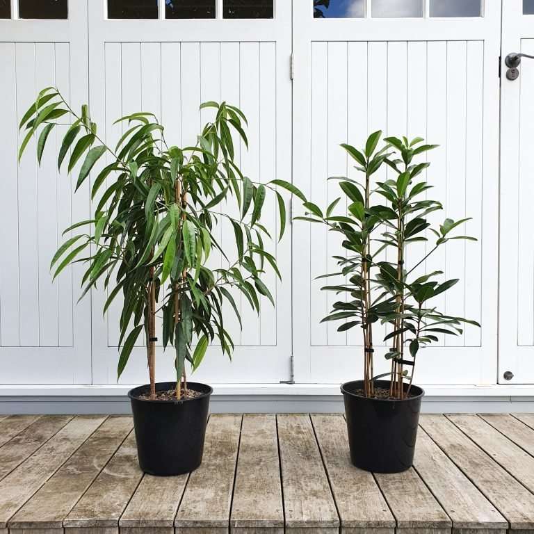 Karaka Tree - Plant & Pot NZ