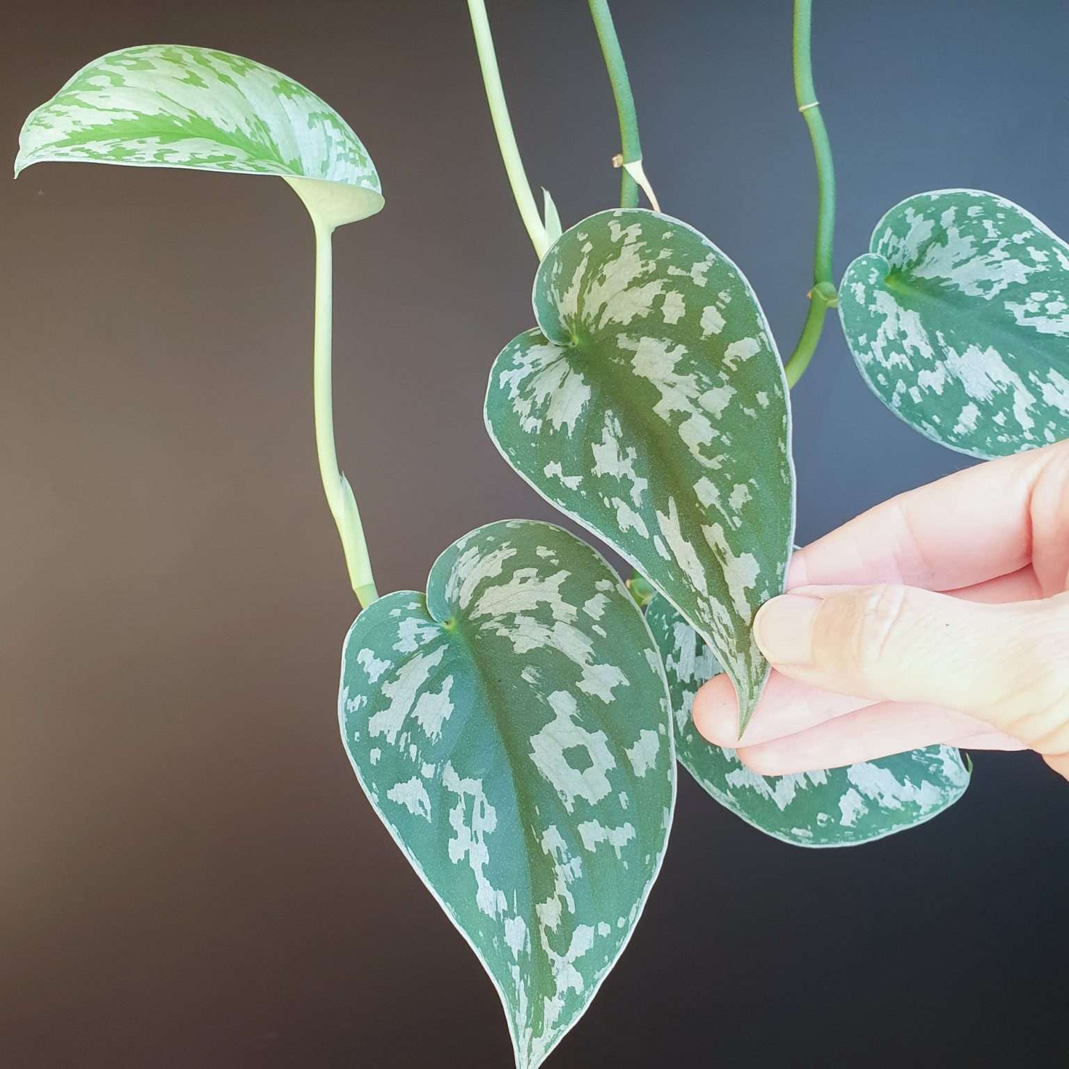 Scindapsus Trebi | Blue-Green and Silver Leaves - plantandpot.nz