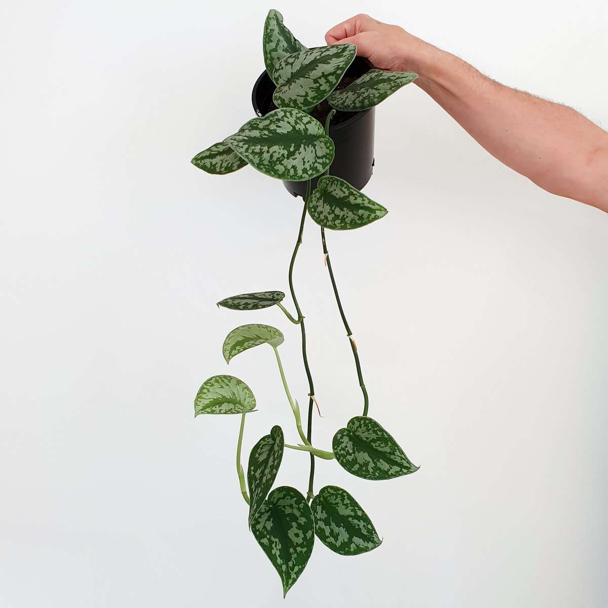 Scindapsus Trebi - Plant and Pot NZ