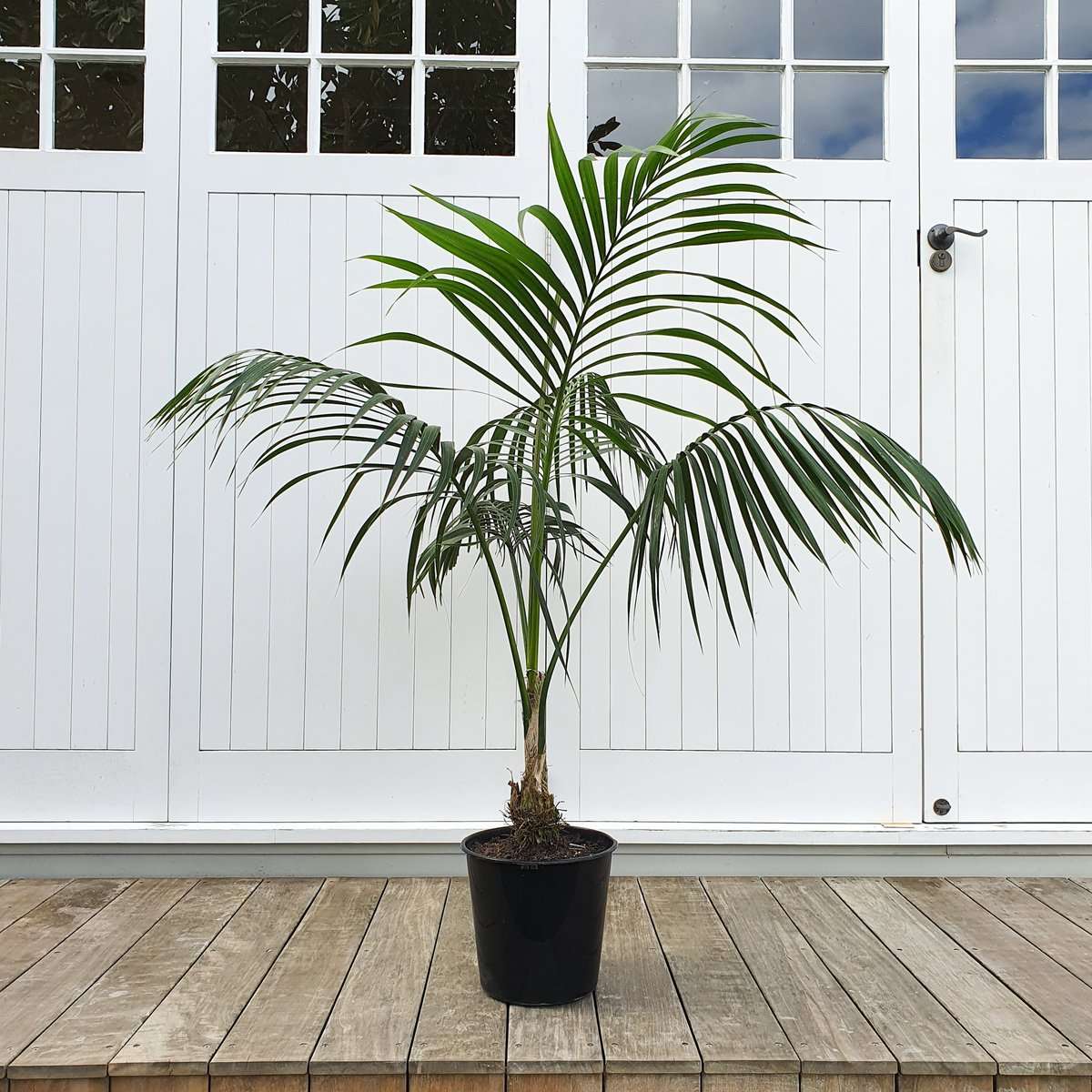 Big Kentia Palm, Single - Plant & Pot NZ