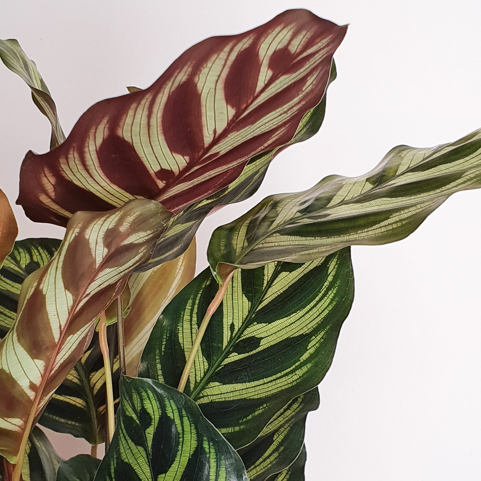 Calathea Makoyana | Tropical House Plant - plantandpot.nz