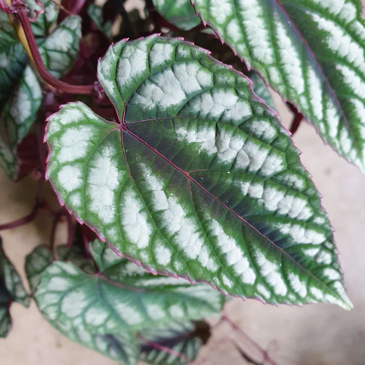 Cissus Discolour | Green, Purple and Silver Foliage - plantandpot.nz